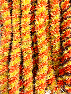 Cigar Lei - Limited Time Special - The Hawaiian Lei Company